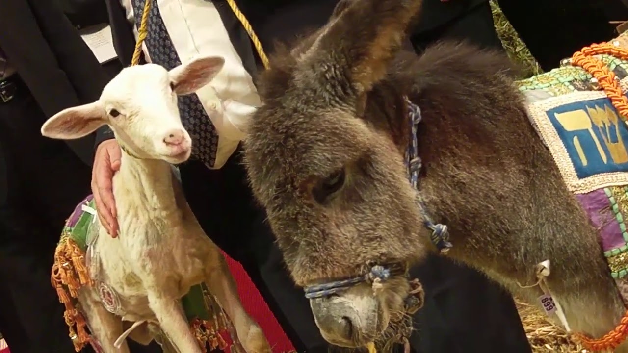 Braja Pidion Peter Jamor Burro y cabrito en México Aram Zoba Mitzvah ...