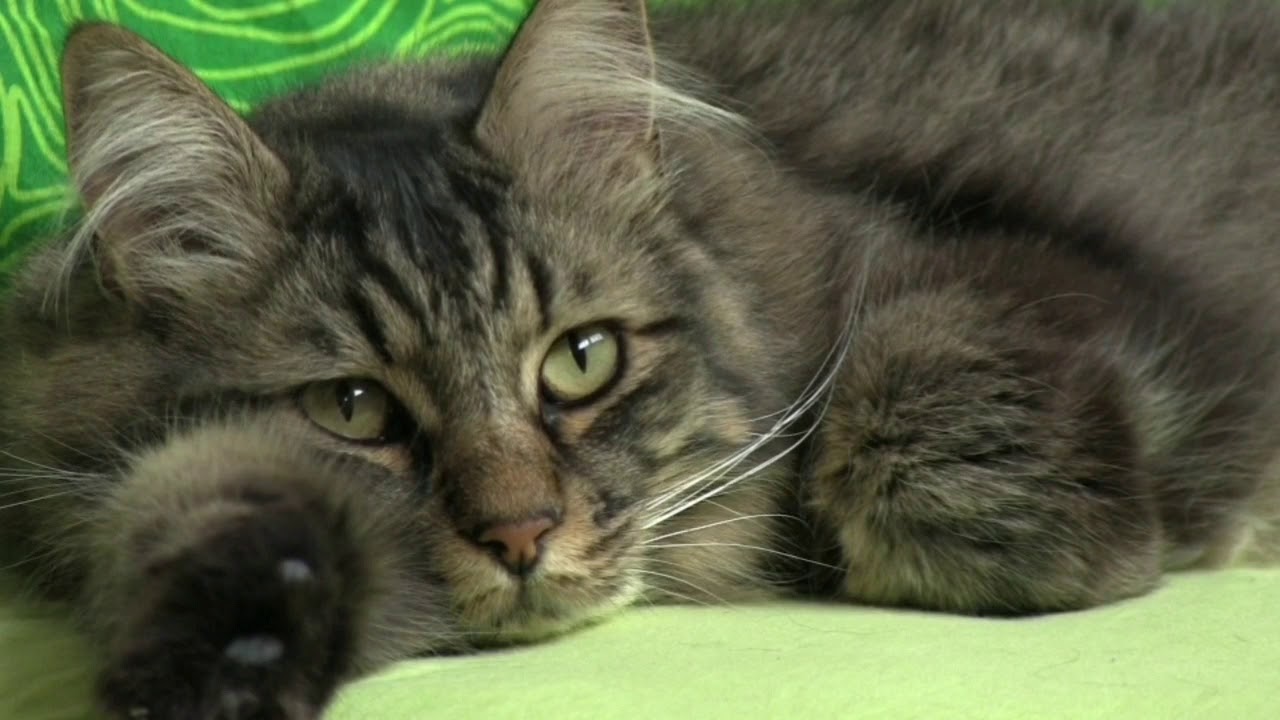 Gorgeous cat twisting and piano music. TWO hours music for study, work ...