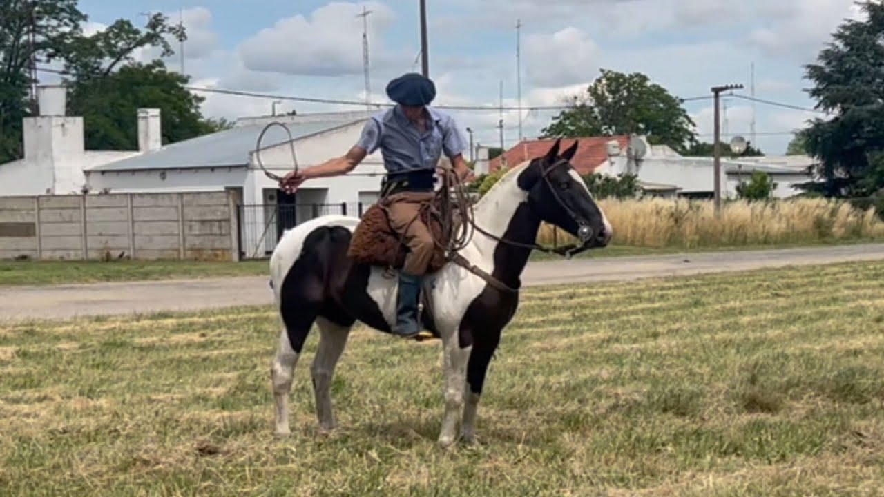 Caballo Tobiano Zarco de los dos lados - $960.000 - LOSEQUINOS.COM ...