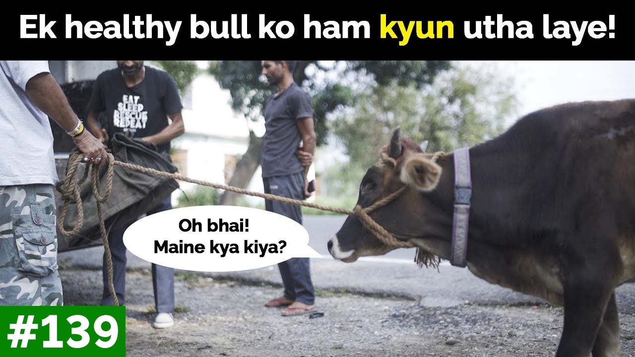 Ek healthy bull ko ham kyun utha laye! | Peepal Farm Update #139 - YouTube
