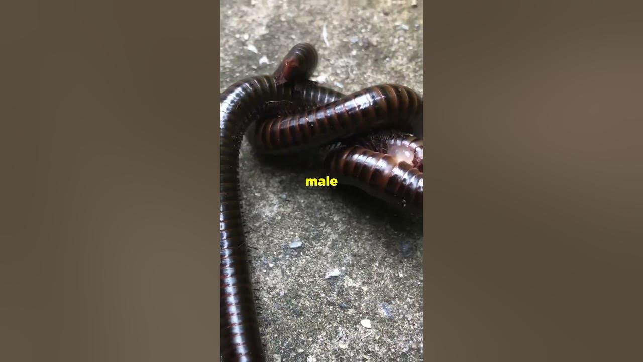 The Dramatic Love Life of Millipedes! - YouTube