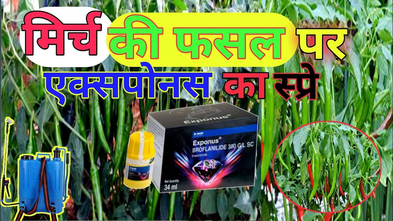मिर्च में एक्सपोन्स का स्प्रे।basf exponus।exponus basf।basf exponus ...