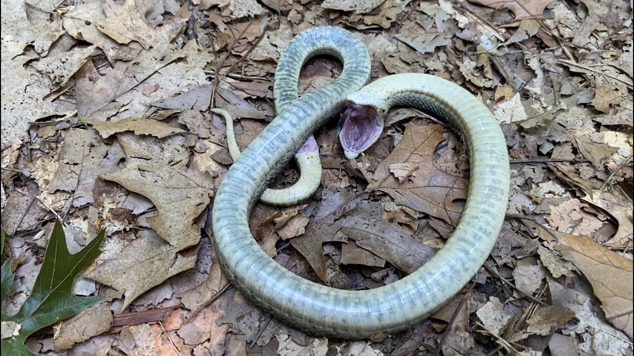 Eastern Hognose Snake Playing Dead - YouTube