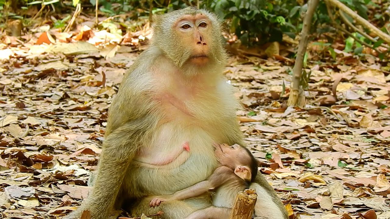 Lovely baby monkey Briar really enjoy while he lay down on earth - YouTube
