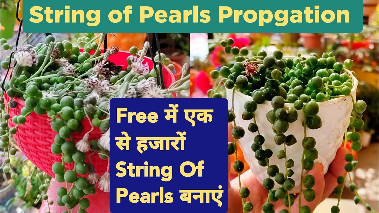 String Of Pearls Care & Propagation / String Of Pearls Cutting / How to ...
