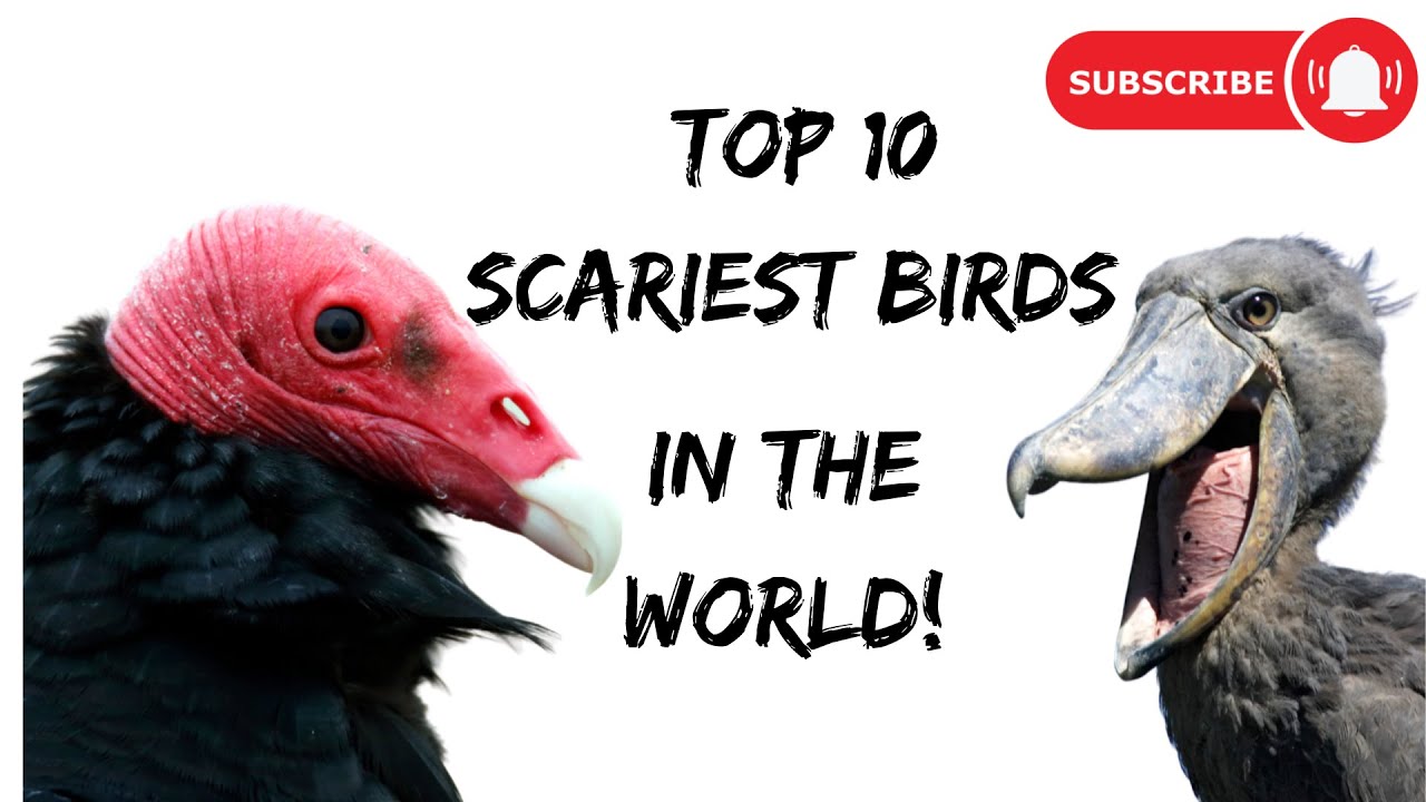 10 Scariest Birds You Do Not Want To See at Night! | Scary looking ...
