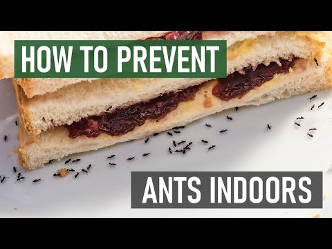 How to Stop Ants from Coming Inside Your House (4 Easy Steps)