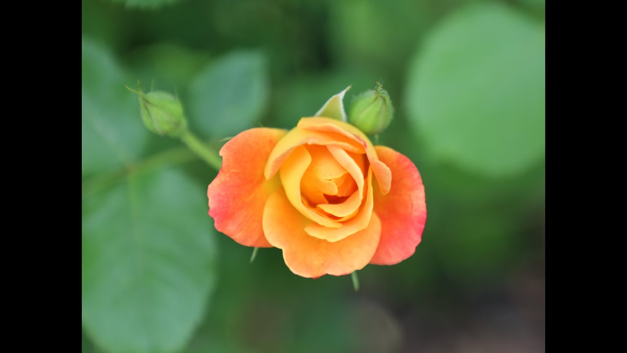 Texas Roses Galore! - YouTube