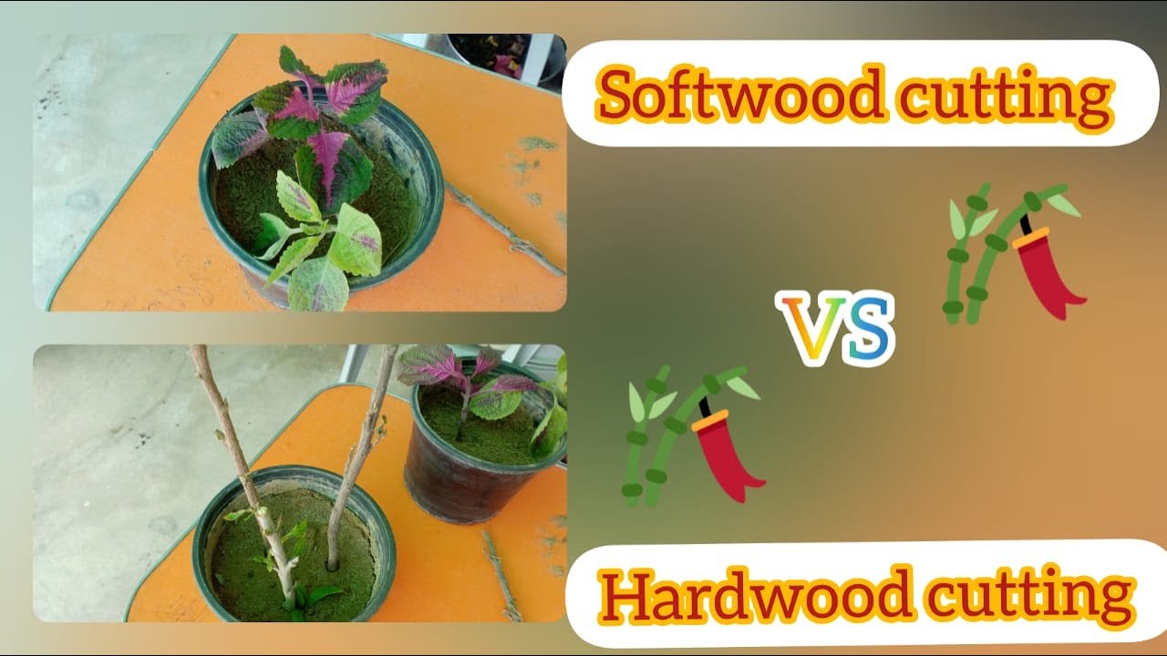 Difference between Softwood cutting & Hardwood cutting by Coco's Garden ...