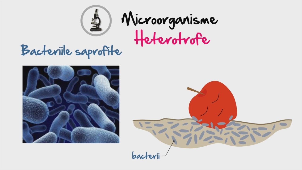 Biologie - Microorganisme | WinSchool - YouTube