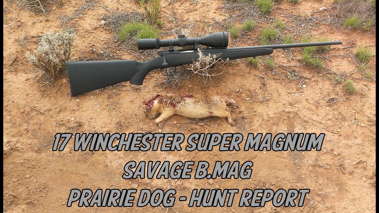 17 Winchester Super Mag & Savage BMAG - Prairie Dog Hunt Report - YouTube