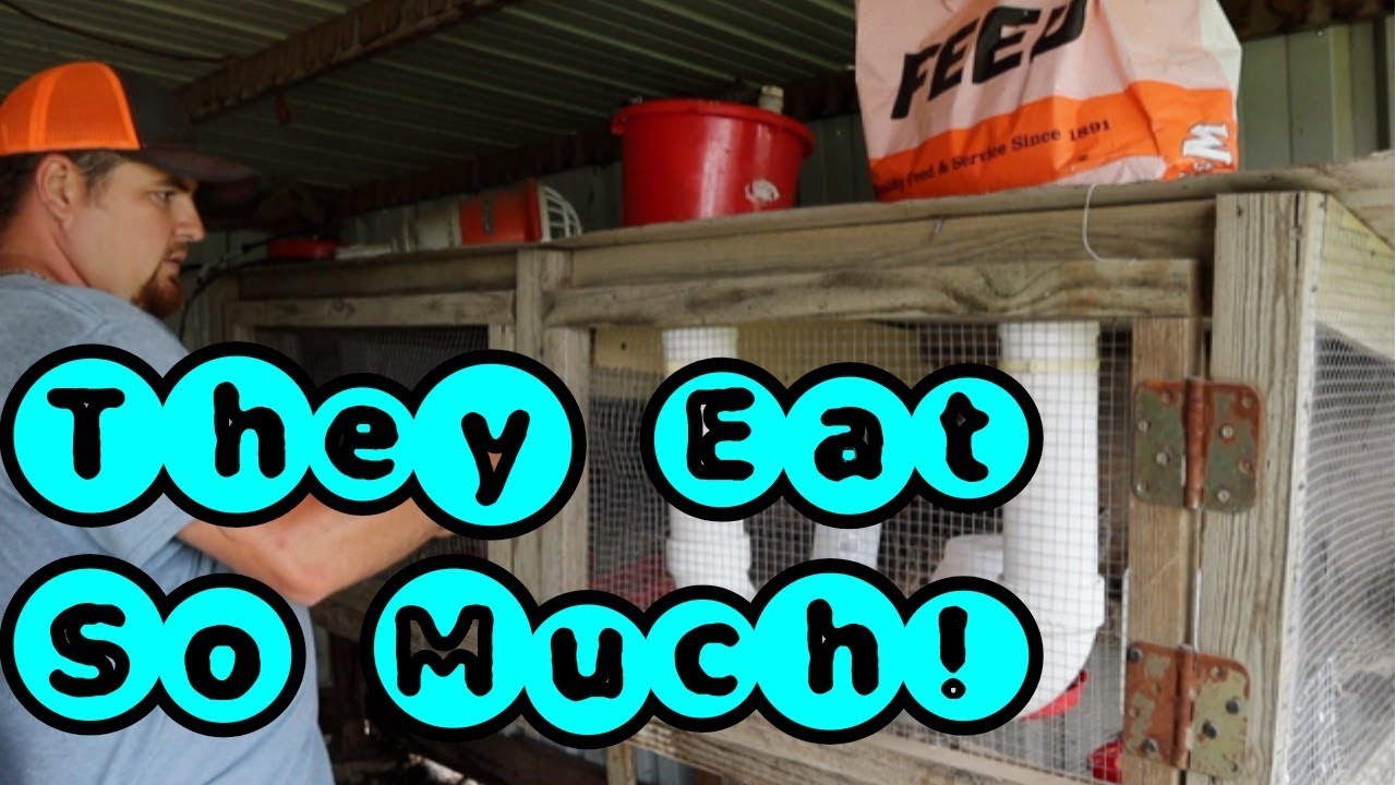Fastest Growing Animal On Earth, Eat a Lot | Quail Feeder - YouTube