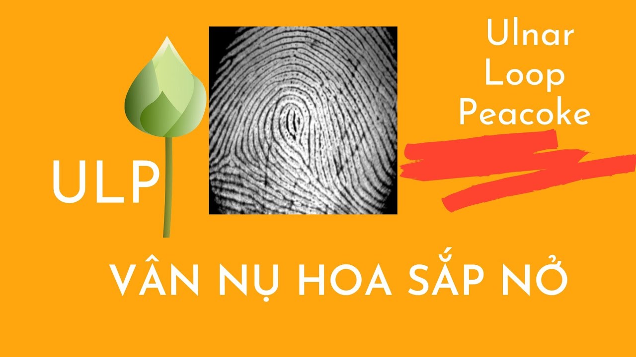 ULP Vân nước hình nụ hoa - YouTube