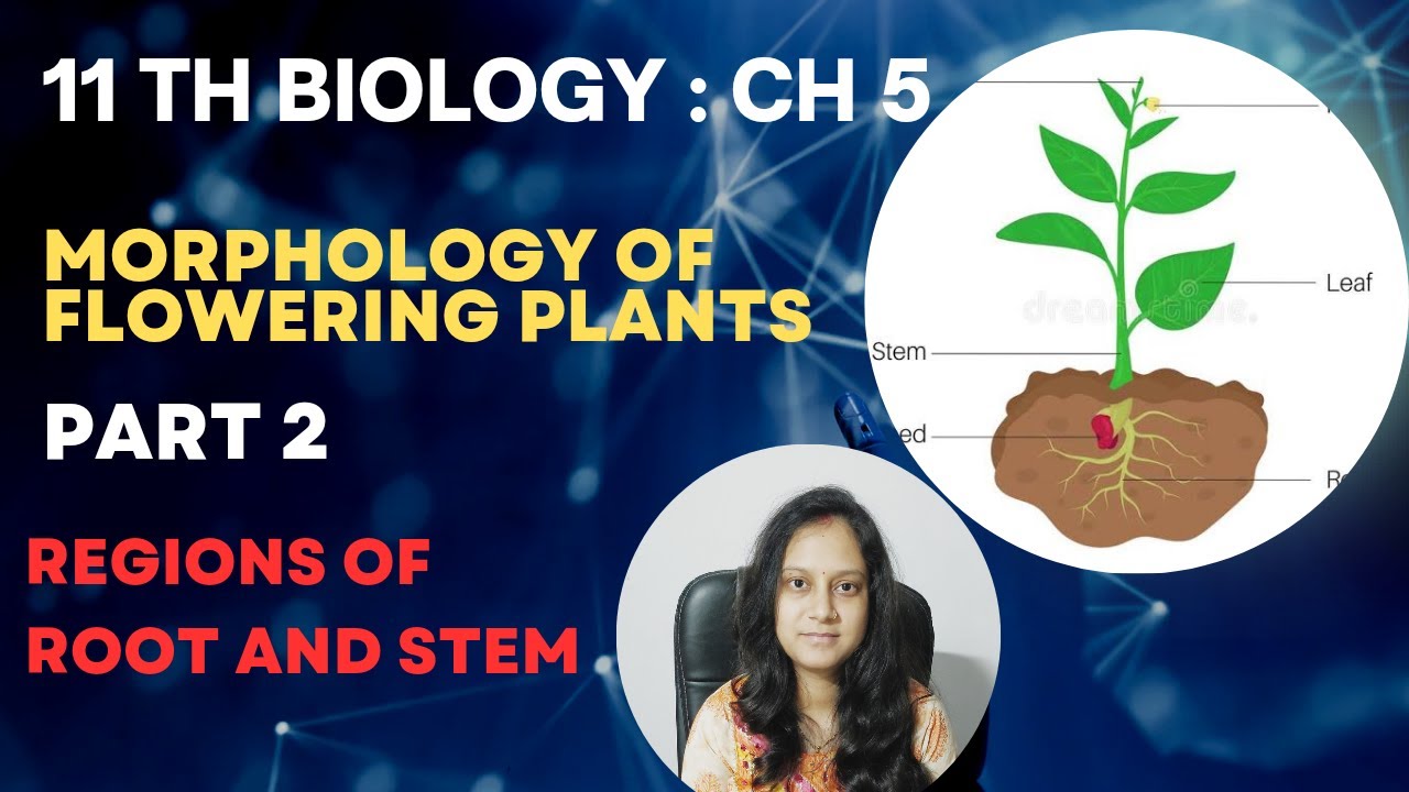 Morphology of flowering plants || The regions of root and the stem ...