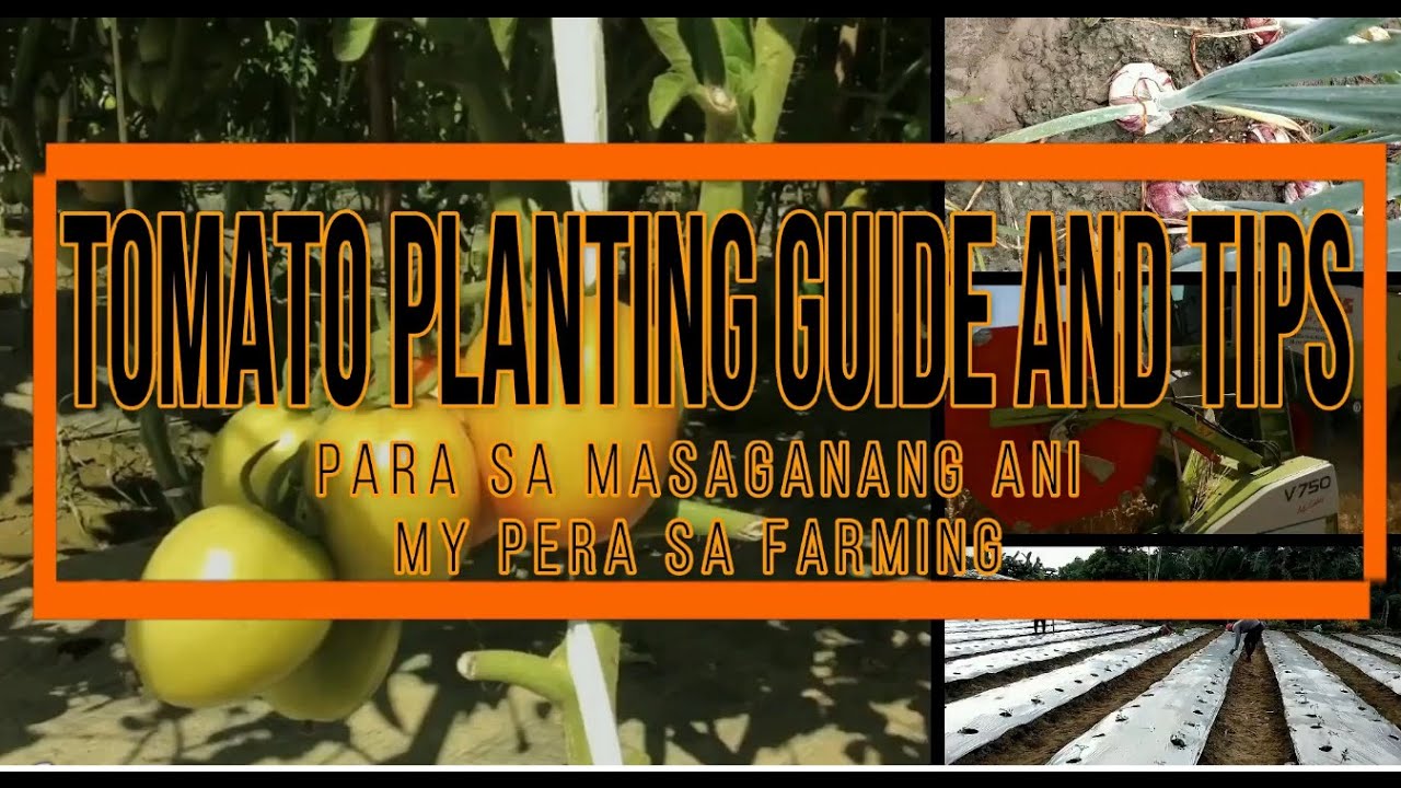 paano magtanim ng kamatis ||step by step planting guide - YouTube