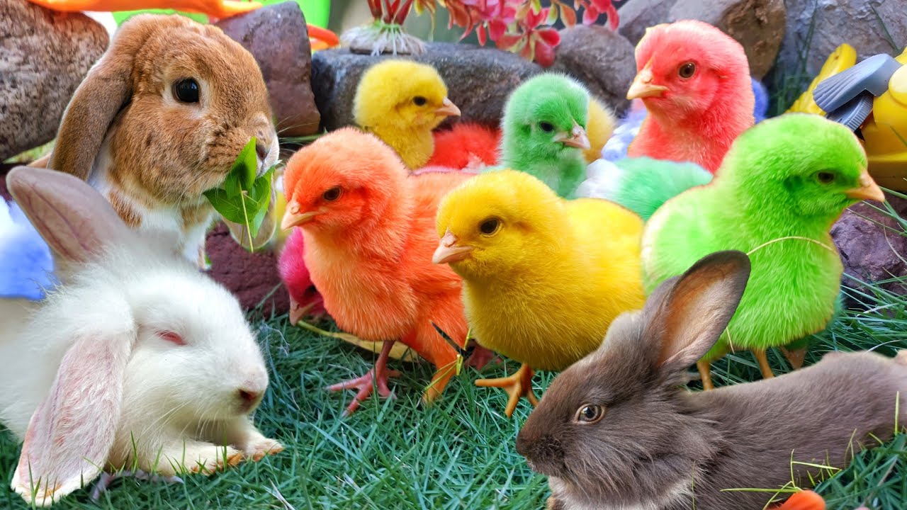 Menangkap Ayam lucu,Ayam warna warni,Ayam pelangi,kelinci,angsa,telur ...
