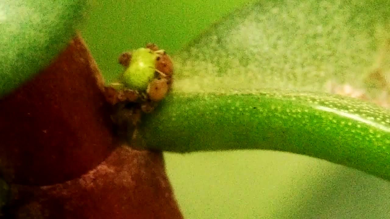 Ants and aphids: a mutualistic relationship - YouTube