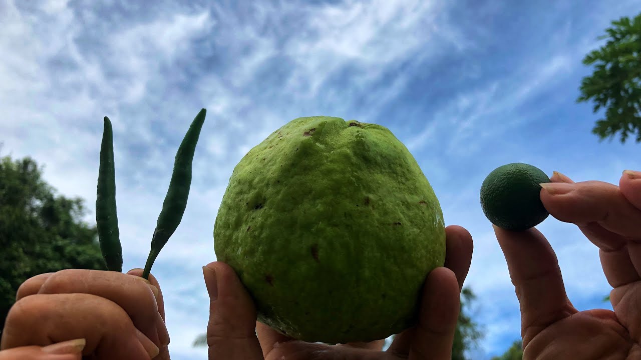 Made Refreshing Green Guava Snack - YouTube