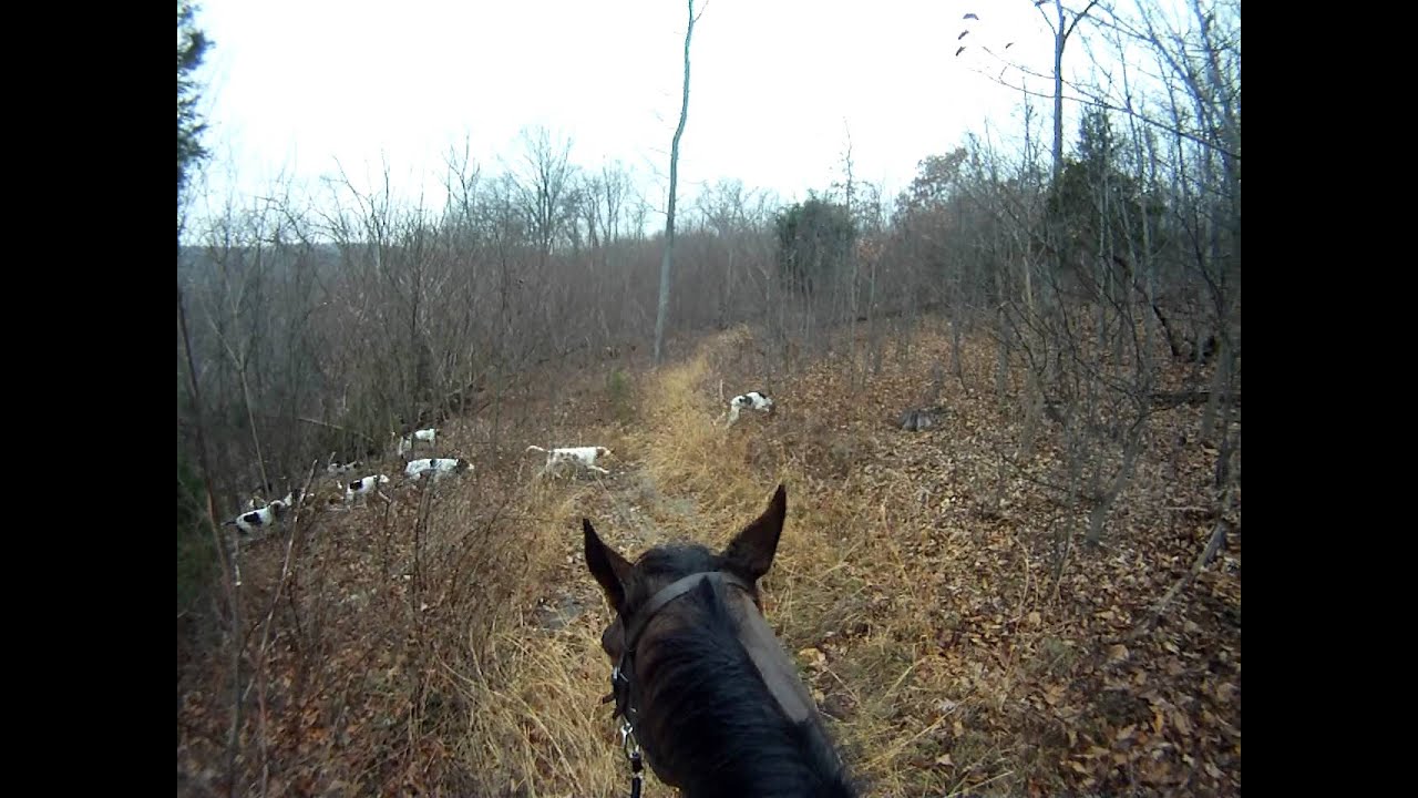 Running fox hounds.MP4 - YouTube