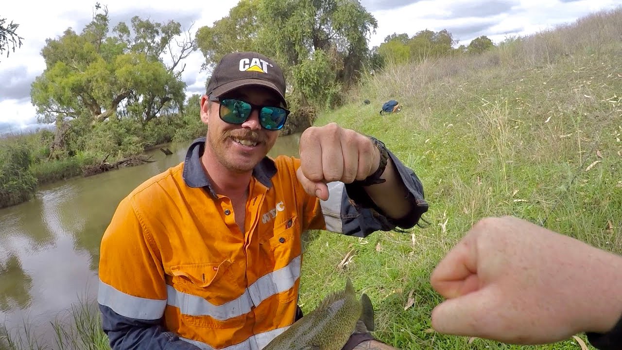 Can Murray Cod Eat In A Dirty River? - YouTube