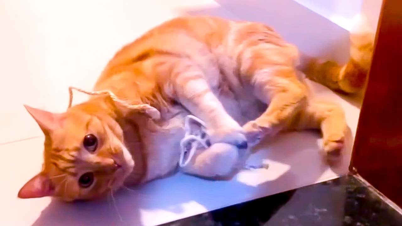 This cute little kitten playing with its favorite toy - funny cutty ...