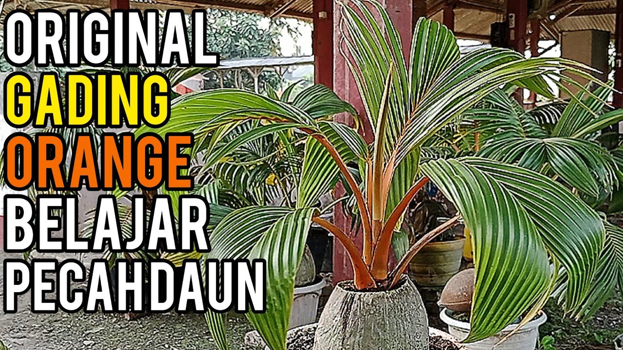 ORIGINAL GADING ORANGE BELAJAR PECAH DAUN #bonsaikelapa #bonkla # ...