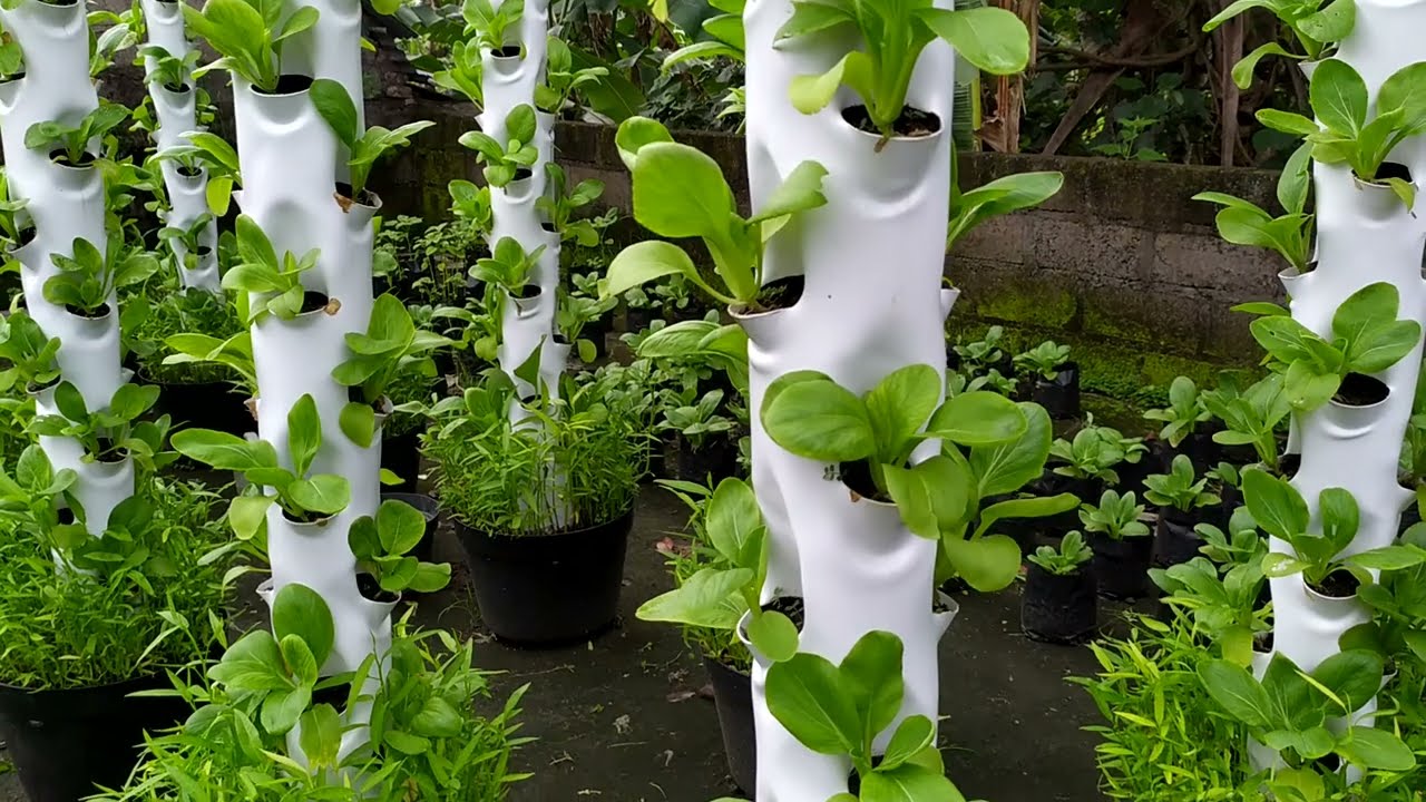 sistem pertanian modern / verticulture sistem / tanaman pakcoy / Gus ...