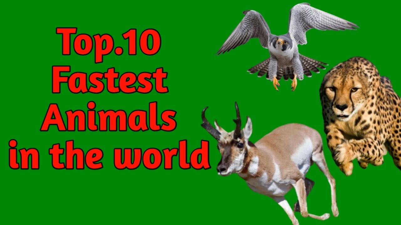 Top 10 fastest animals in the world | Top 10 fastest runners in the ...