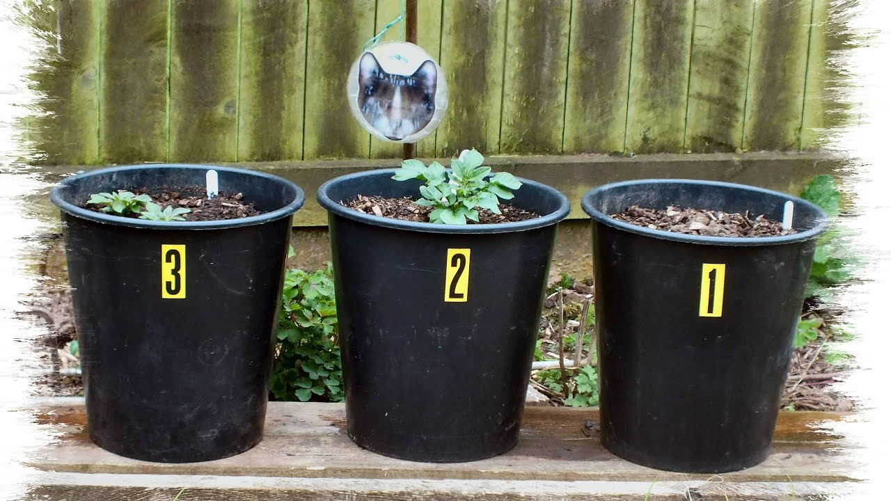 Rasta potato, roots and shoots update. Potatoes growing 'fast' in pots ...
