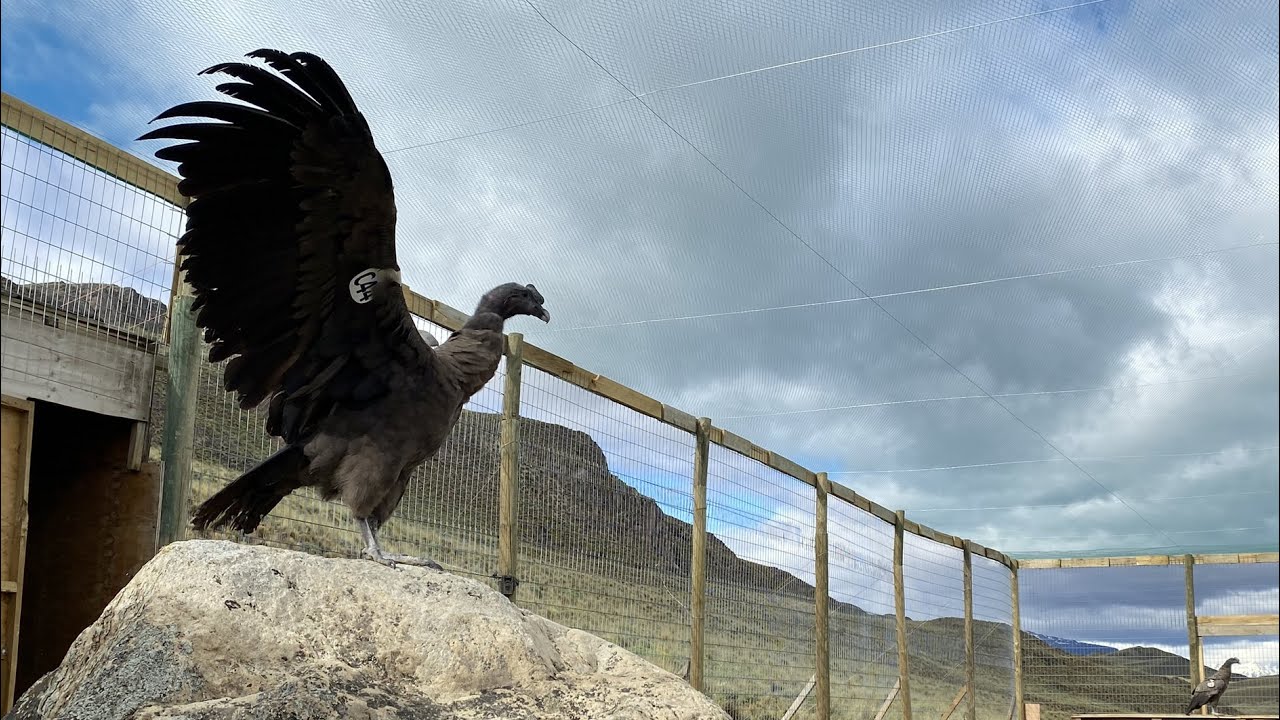 Andean condor: A conservation journey (Part III) - YouTube