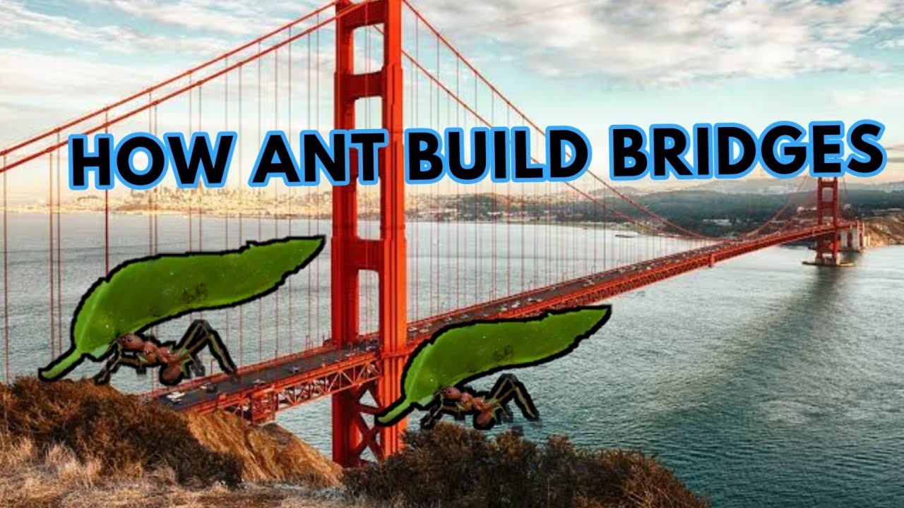 How Ants build bridge? || SNC - YouTube