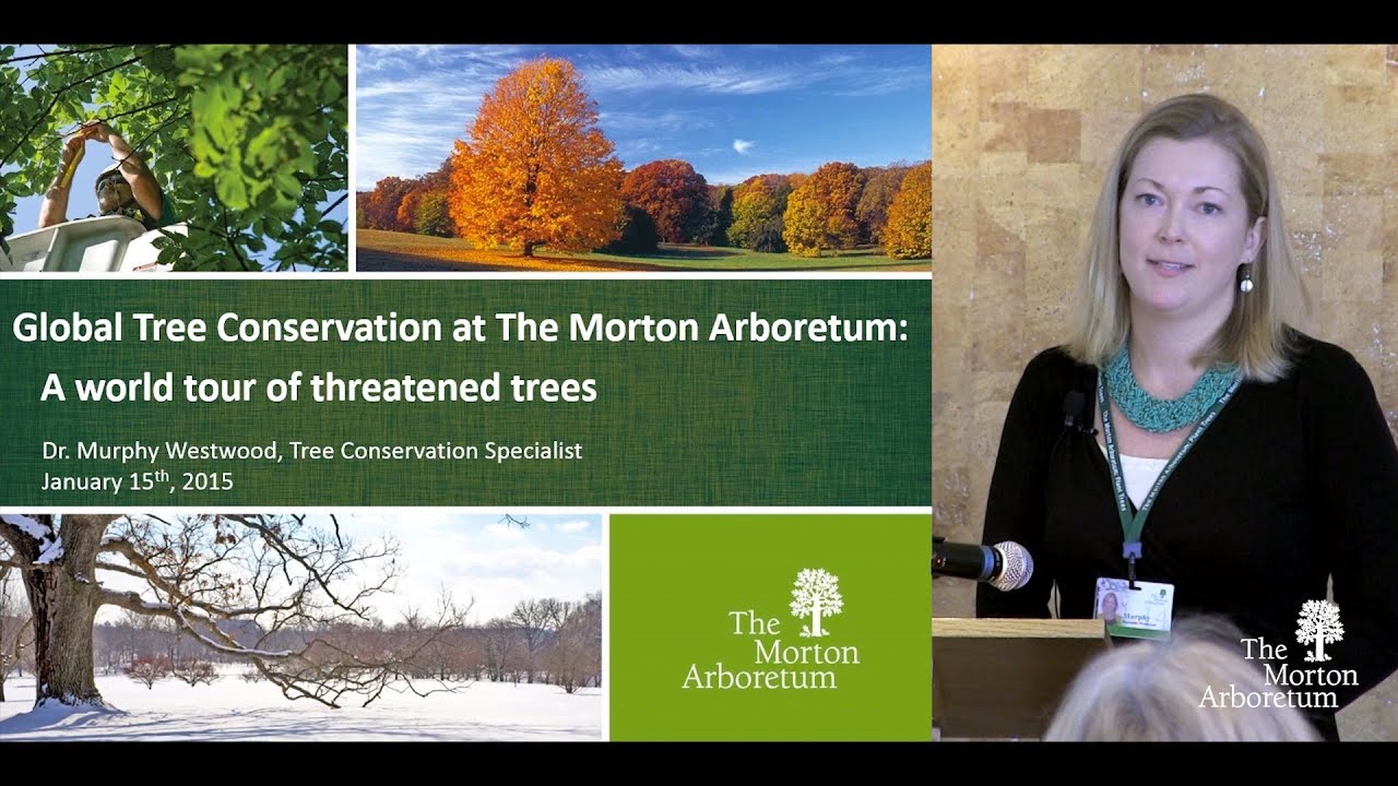 Global Tree Conservation: A world tour of threatened trees - YouTube
