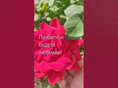 #любовь #лето #сад #flowers - YouTube