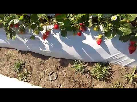 moruq ve ciyelek ştillerinnin satisi 050 611 04 30(3)