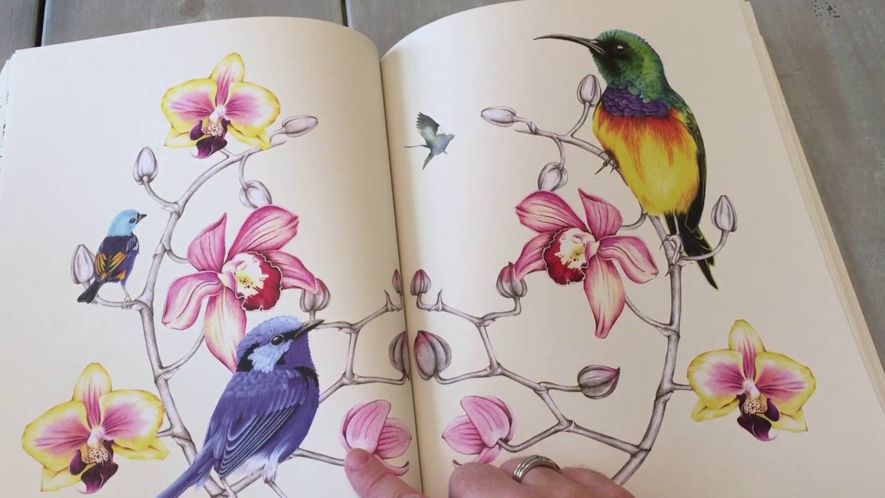 Birdtopia by Daisy Fletcher Book Review - YouTube