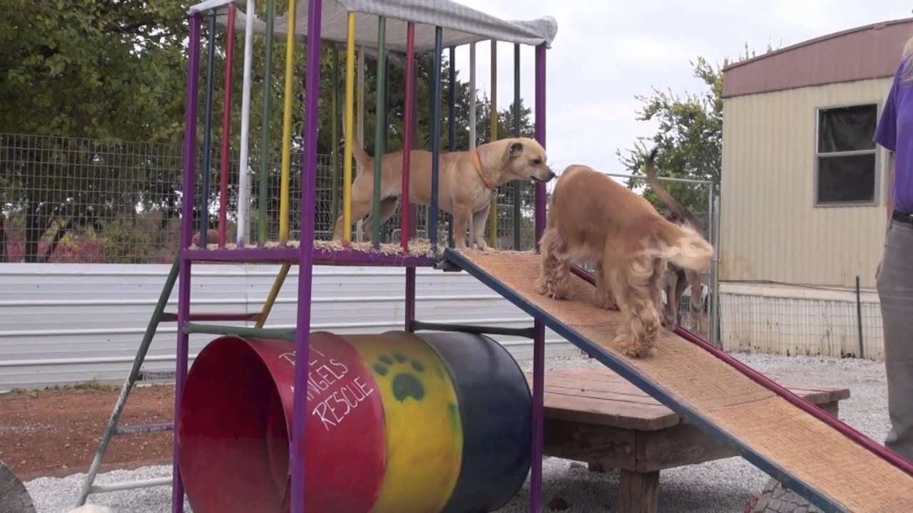A little about a Dogs life while at Pet Angels Rescue Inc. - YouTube