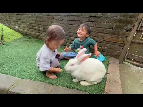 TAMAN KELINCI BOROBUDUR. BERMAIN BERSAMA KELINCI - YouTube