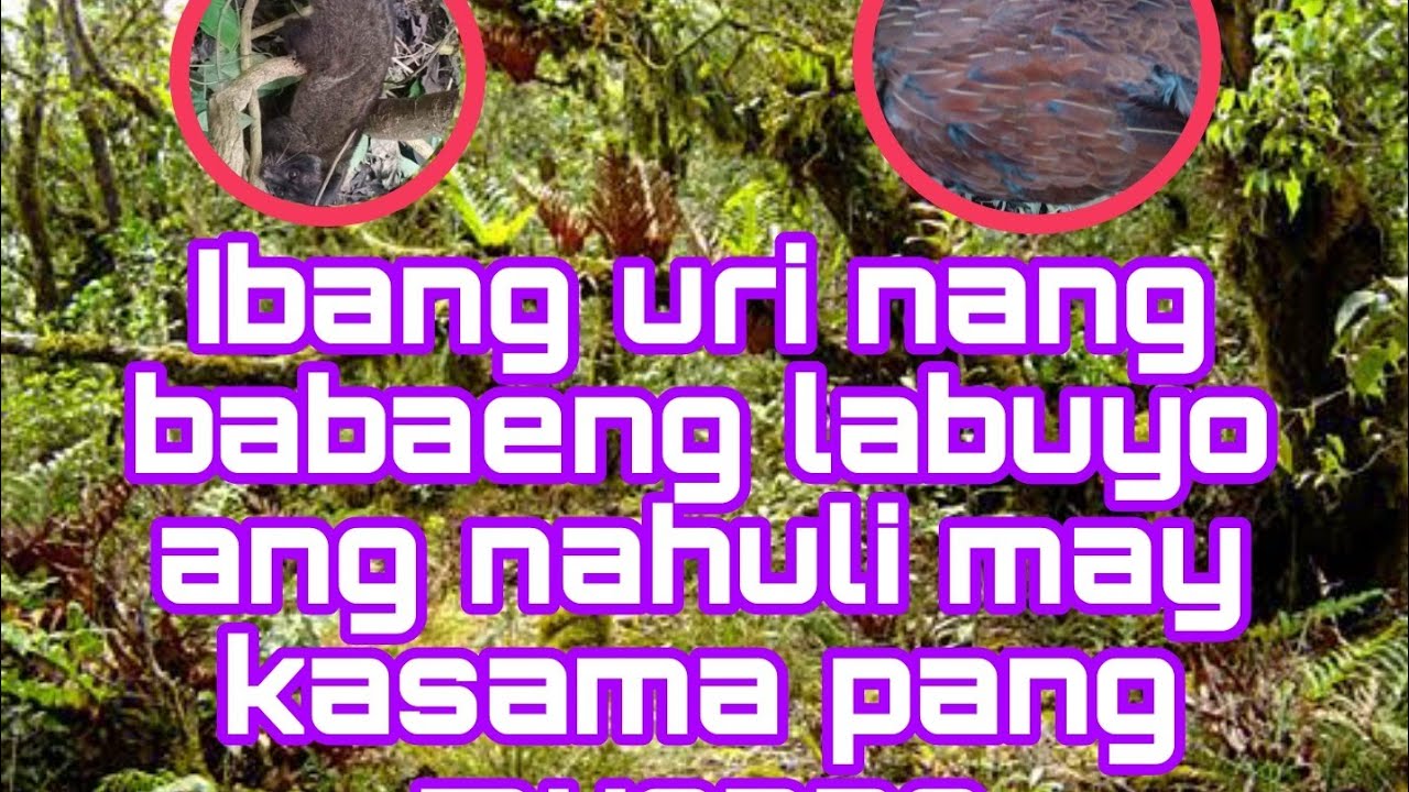 Ep 27 Ibang uri nang babaeng labuyo ang nahuli may kasama pang musang ...