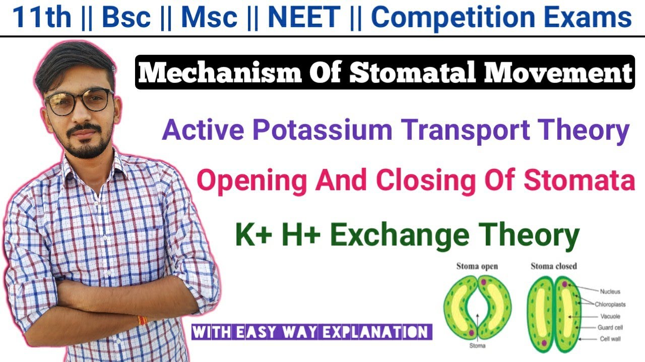 Mechanism Of Stomatal Movement || Active Potassium Transport Theory ...