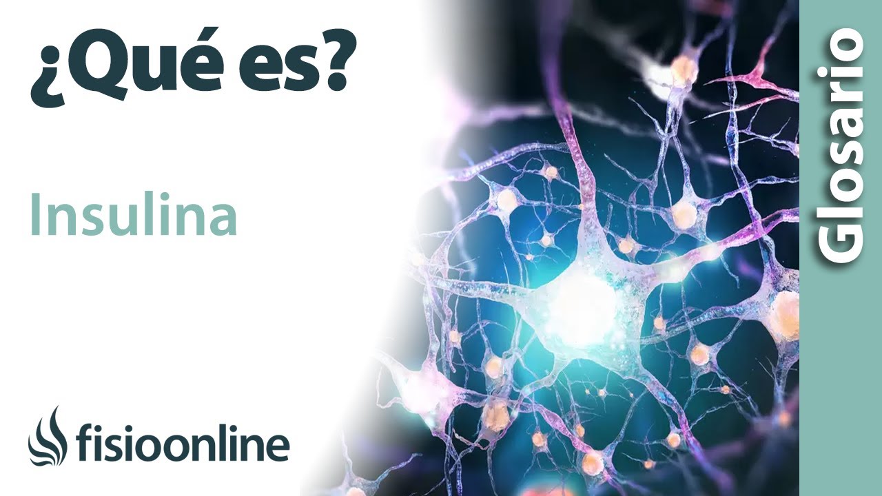INSULINA | Qué es, qué órgano la segrega, efectos, en qué estructuras ...