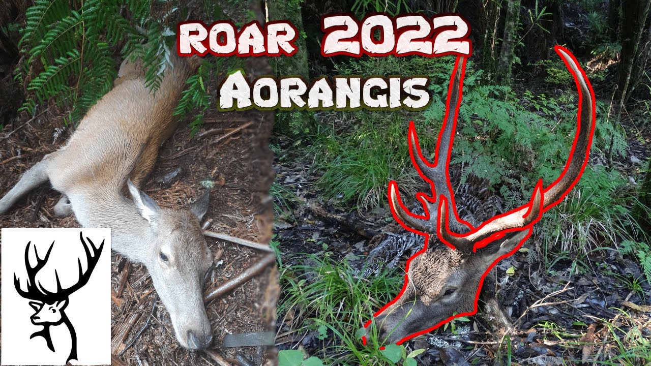 2022 Aorangi Roar Hunt - NZ Chronicles - YouTube