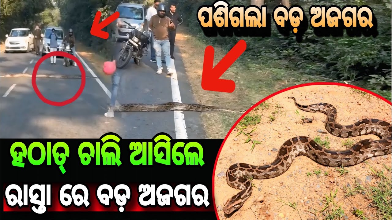 ହଠାଟ ଚାଲି ଆସିଲା ରାସ୍ତାରେ ବଡ଼ ଅଜଗର #snake#ajagar #trding #shota - YouTube