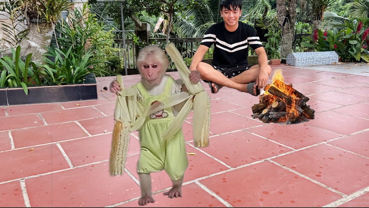 Super fun! Monkey Luk secretly Grilled corn to treat Thang - YouTube