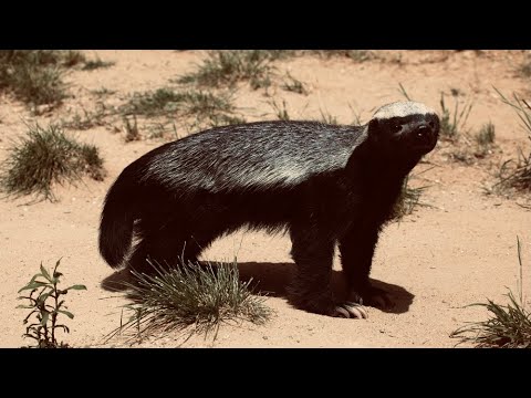 5 Fun Facts About The Ratel - YouTube
