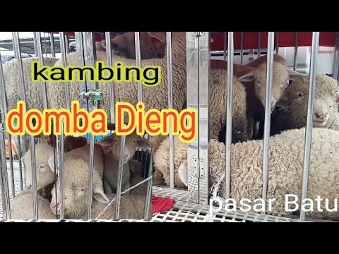 kambing/domba Dieng pasar batur,@Masbagusnew - YouTube