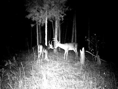 Wildgame Innovations iR4 game camera, Small Bucks - YouTube