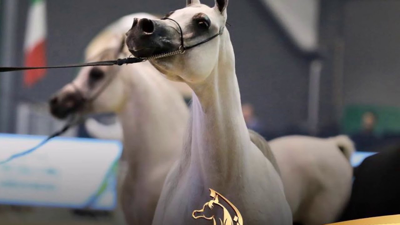 الفحل المصري البطل زين الدين Zain Al Dean - YouTube