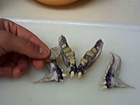 Strange Fish Bones "Bonus Video" - YouTube