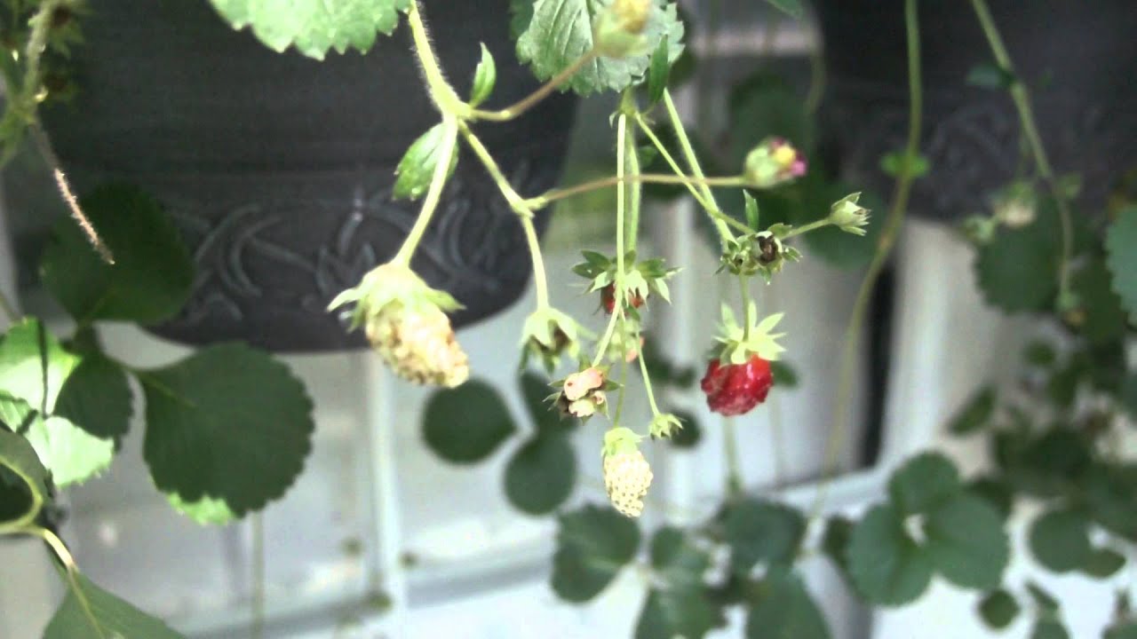 Malformed berries from strawberry plants at Home Depot - YouTube