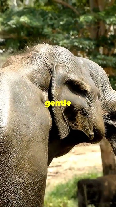 The Secret Language of Elephants! 🐘 - YouTube